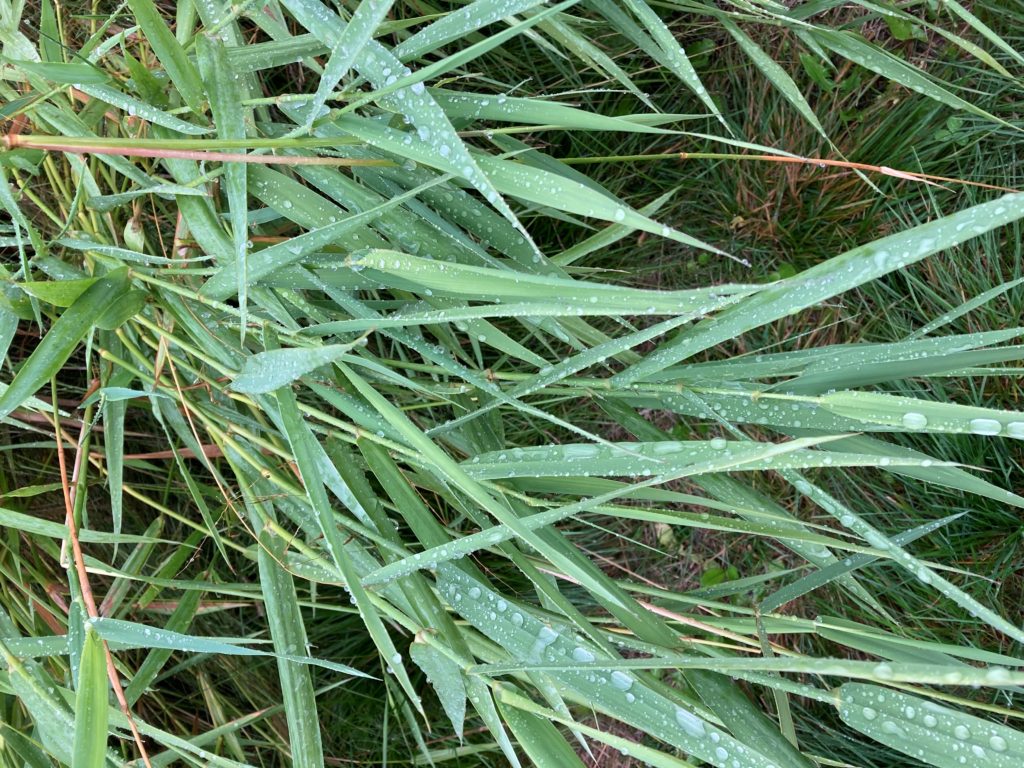 grass - Alaska Community Foundation